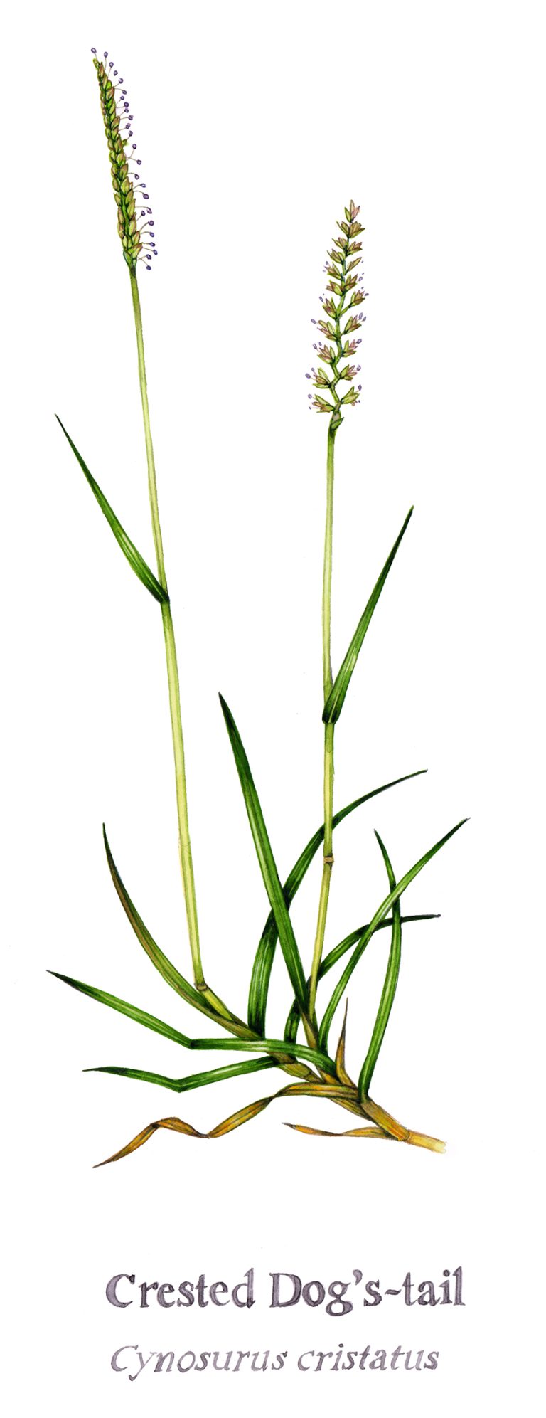 Crested Dog's-tail grass Cynosurus cristatus with name - Lizzie Harper