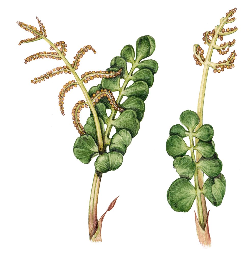Moonwort Botrychium lunaria - Lizzie Harper