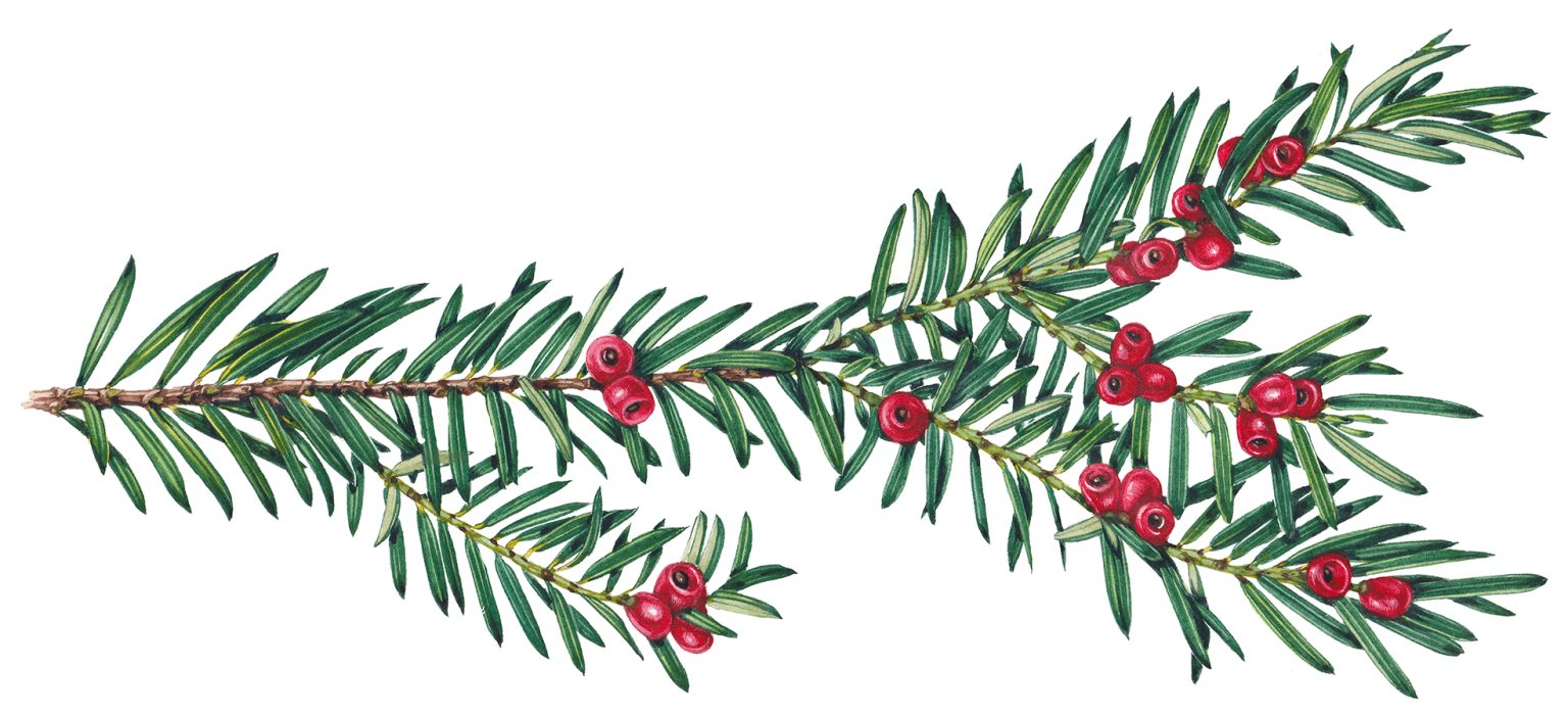 Yew Taxus baccata sprig from tree - Lizzie Harper