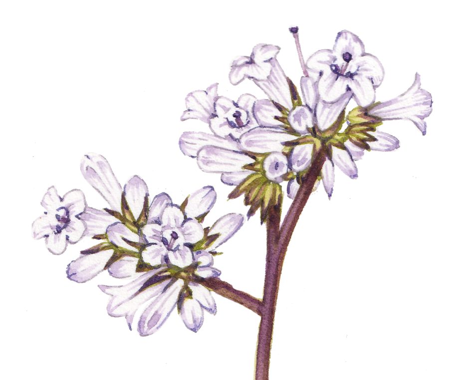California Yerba santa Eriodictyon californicum detail - Lizzie Harper