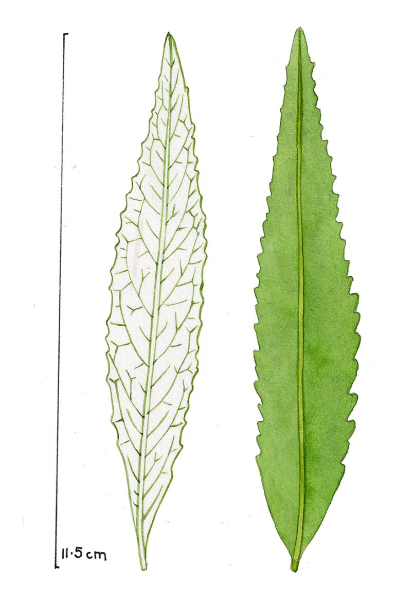 California Yerba santa leaf shape - Lizzie Harper
