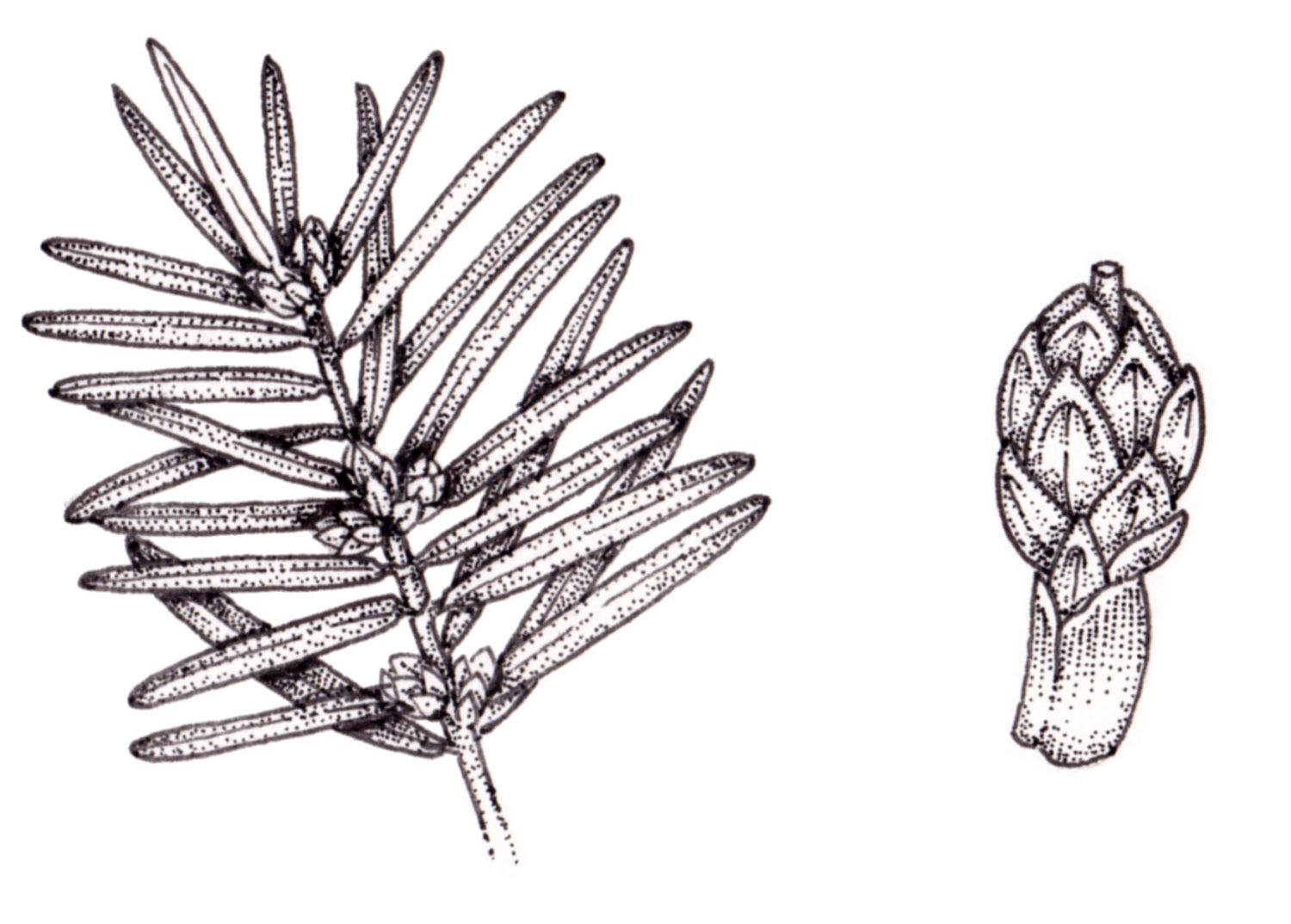 Trees: Yew - Lizzie Harper