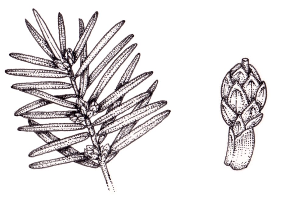 Trees: Yew - Lizzie Harper