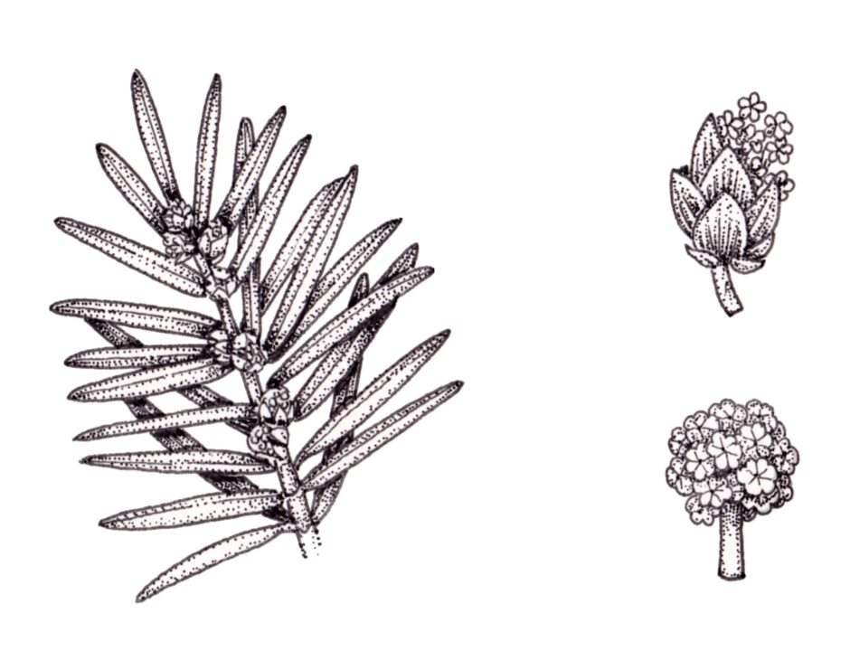 Trees: Yew - Lizzie Harper