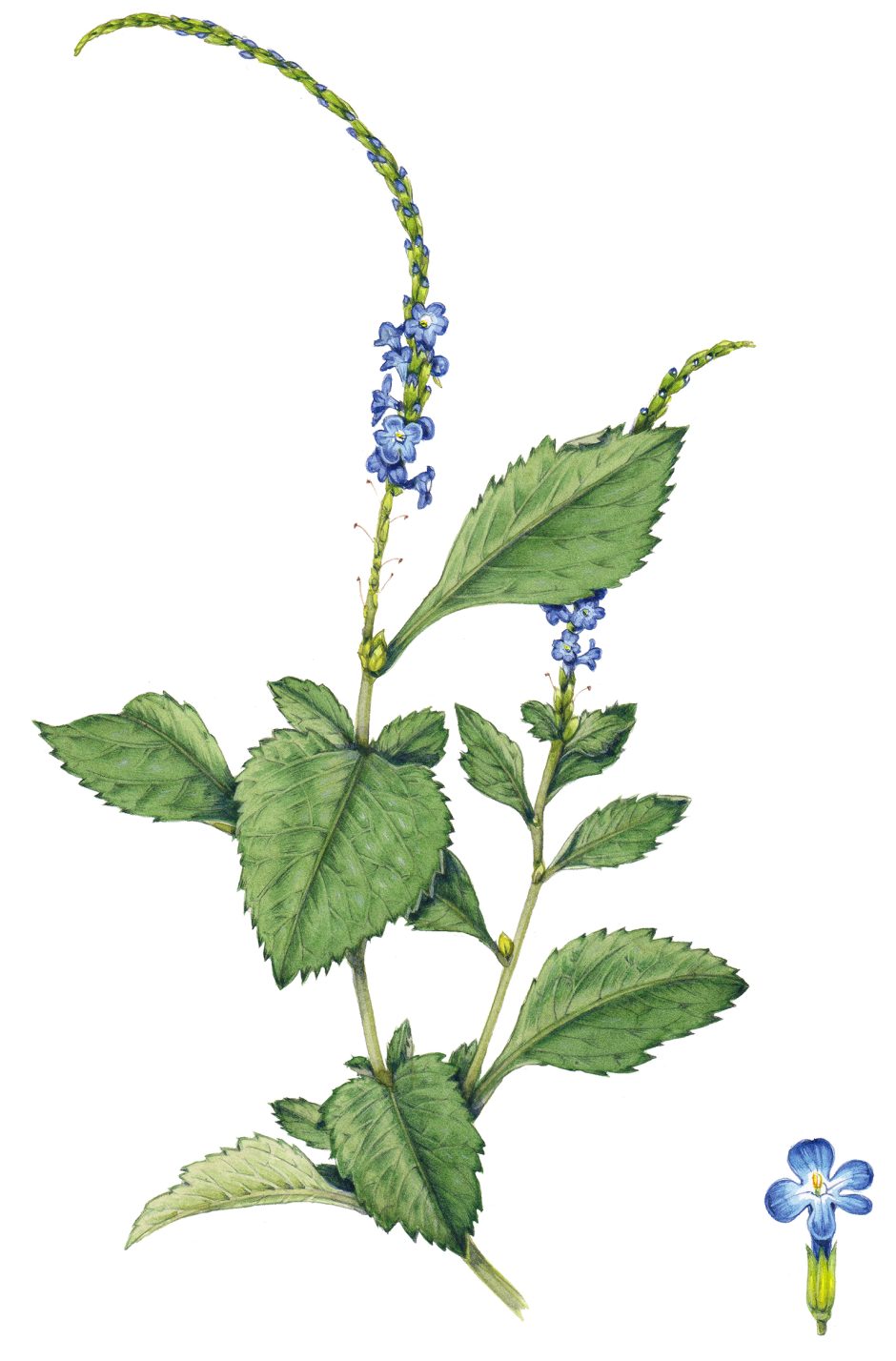 Blue vervain or Blue porterweed Stachytarpheta - SOLD - Lizzie Harper