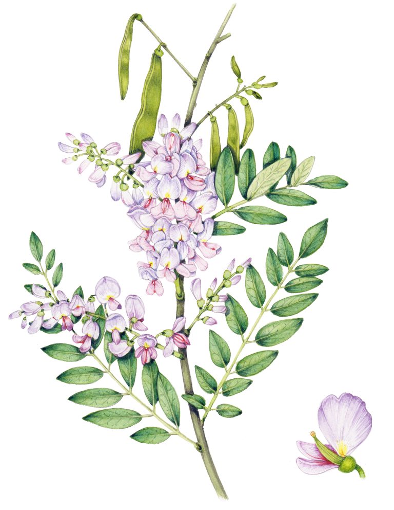Flowers of Montserrat: Botanical illustration - Lizzie Harper