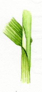 Common Grass species identification: Some easy shortcuts - Lizzie Harper