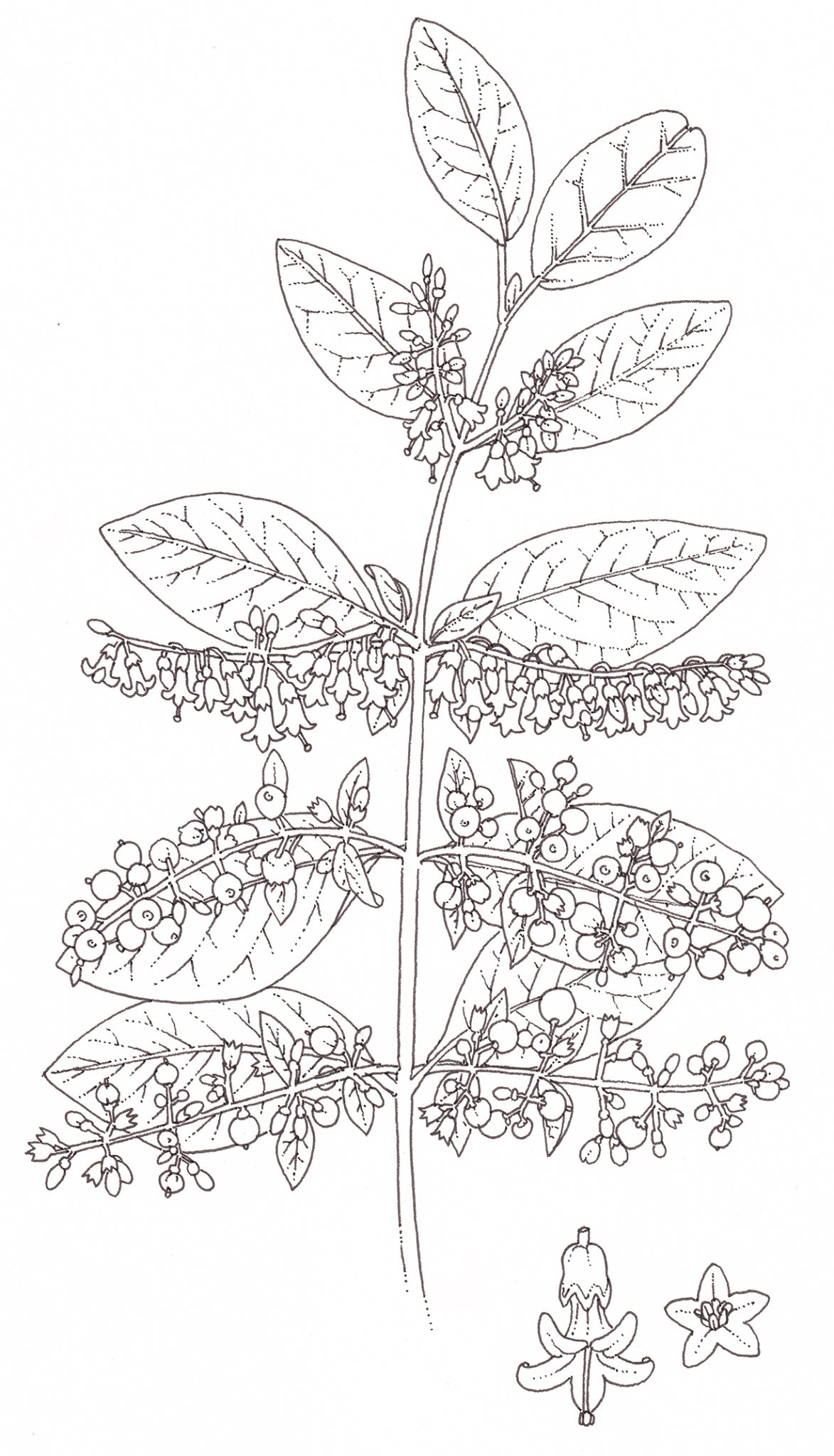 Davis root or David's milkberry Chiocacca alba - Lizzie Harper