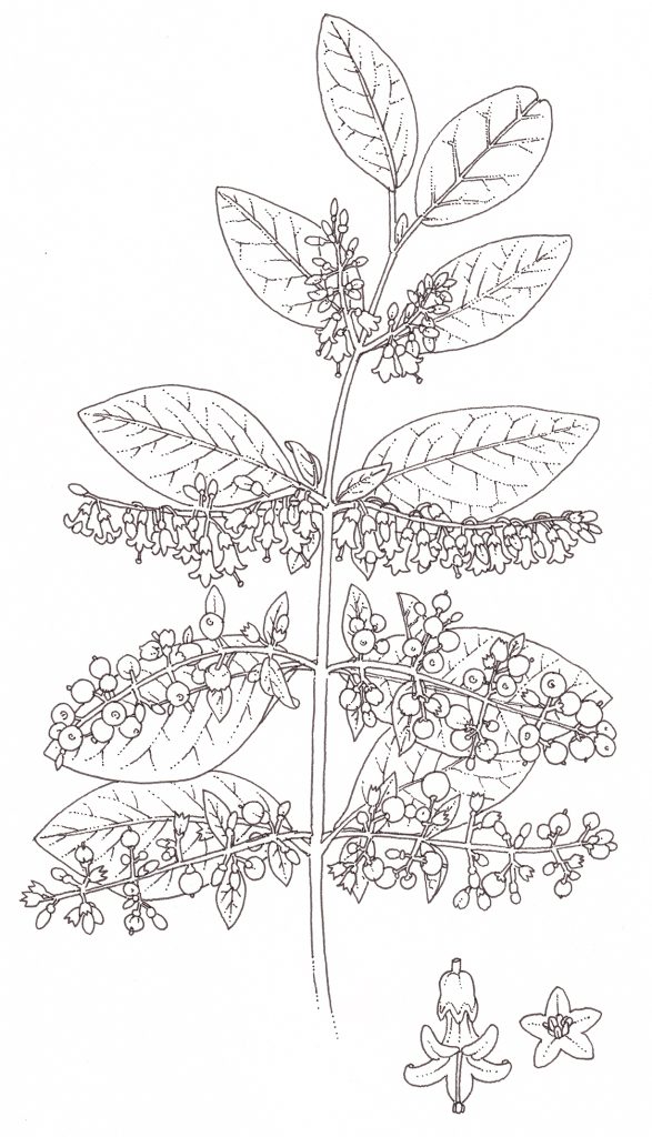 Davis root or David's milkberry Chiocacca alba - Lizzie Harper