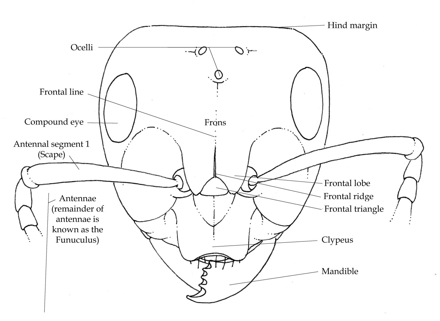 Ant anatomy for Beginners - Lizzie Harper