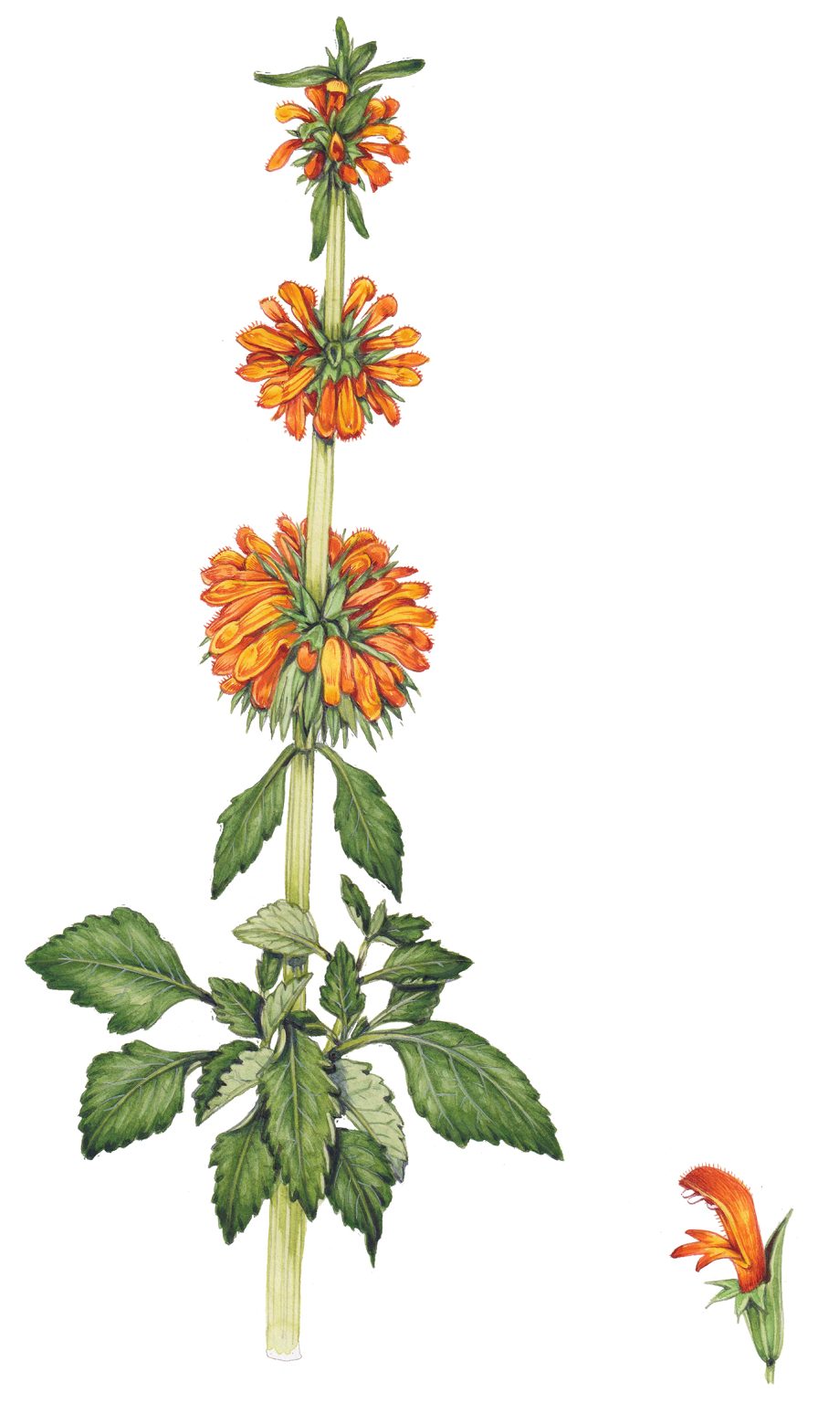 Klip dagga Leonotis nepetifolia - Lizzie Harper