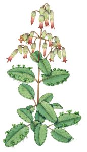Flowers of Montserrat: Botanical illustration - Lizzie Harper