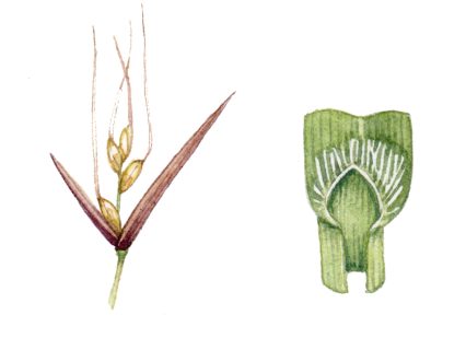 Common Grass species identification: Some easy shortcuts - Lizzie Harper