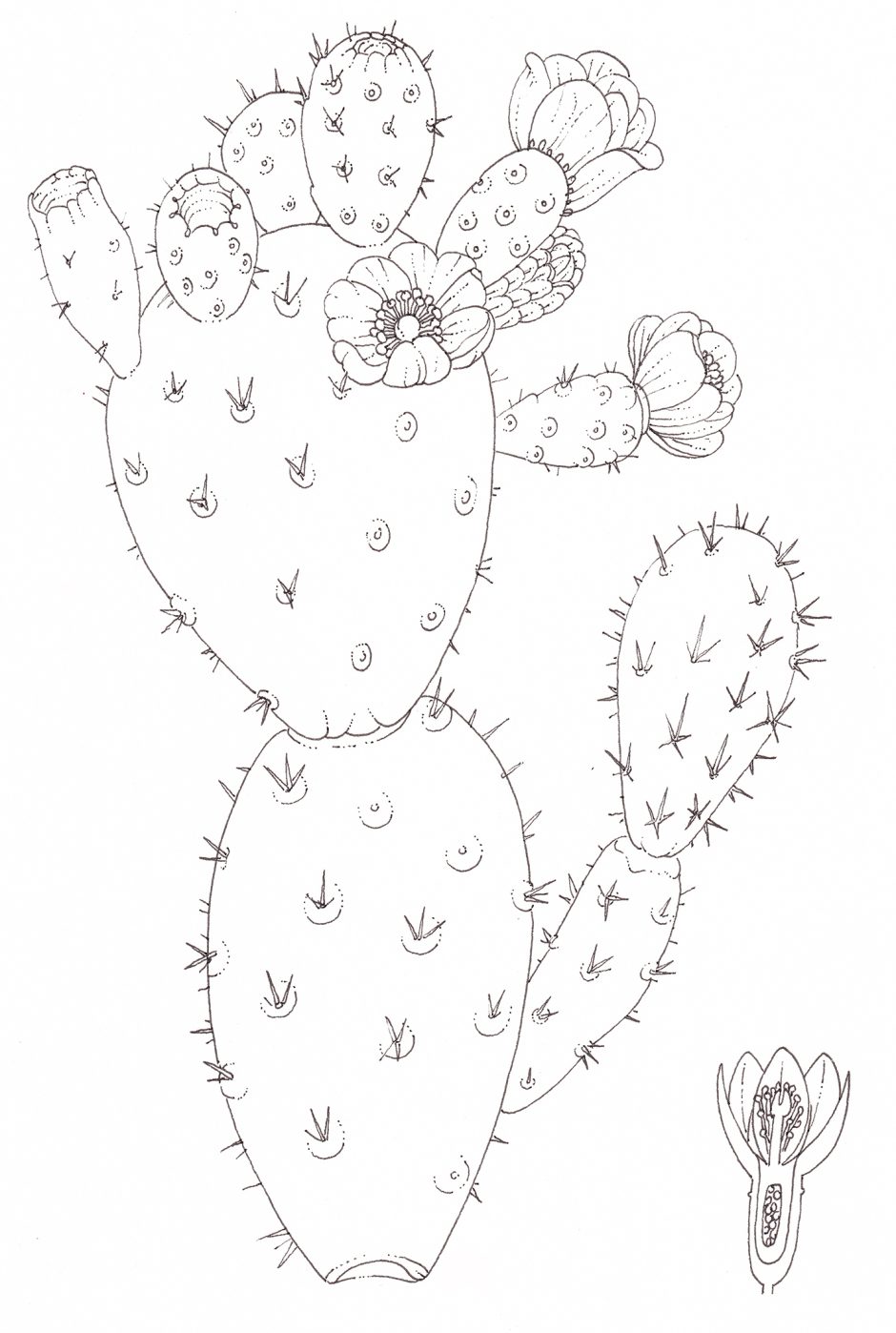 Prickly pear Opuntia ficus-indica - Lizzie Harper
