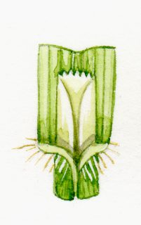 Common Grass species identification: Some easy shortcuts - Lizzie Harper