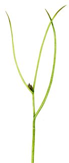 Sedges, Grasses and Rushes: Telling the families apart - Lizzie Harper