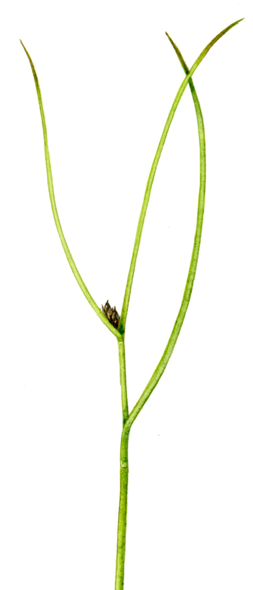 Sedges, Grasses and Rushes: Telling the families apart - Lizzie Harper