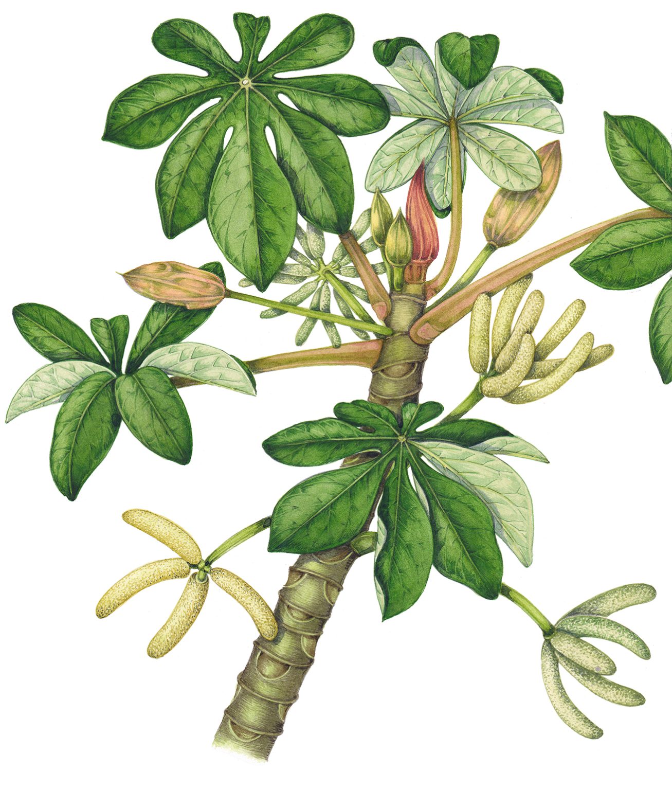 Flowers of Montserrat: Botanical illustration - Lizzie Harper