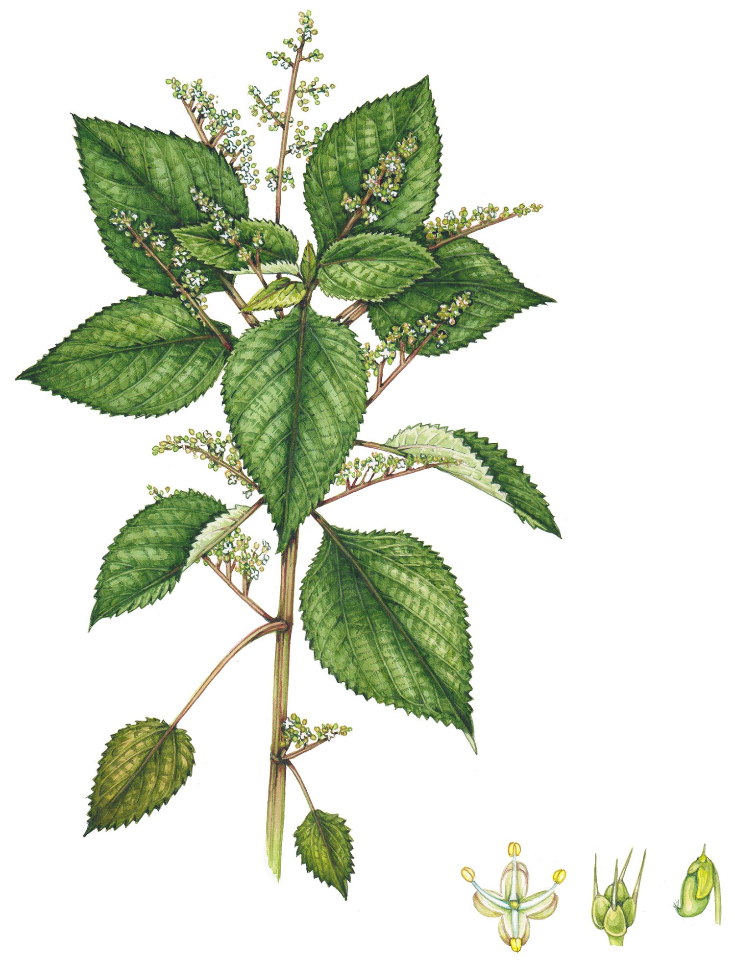 West Indian stinging nettle or Zouti laportea aestuans - Lizzie Harper