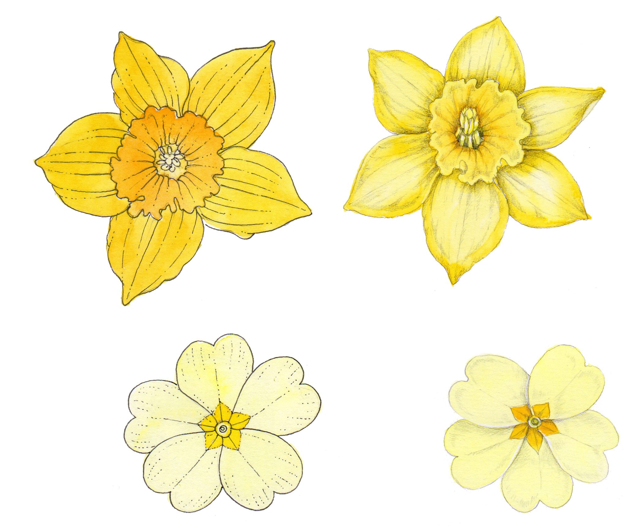 Illustrating Yellow flowers: Five approaches - Lizzie Harper