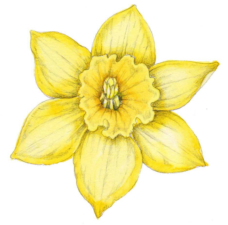 Illustrating Yellow flowers: Five approaches - Lizzie Harper