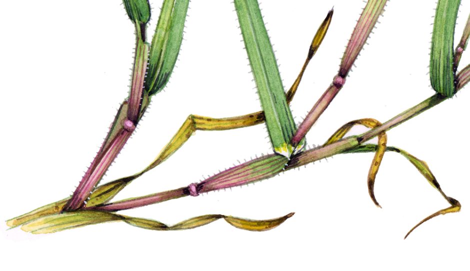 Common Grass species identification: Some easy shortcuts - Lizzie Harper
