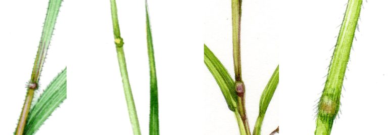 Sedges, Grasses and Rushes: Telling the families apart - Lizzie Harper