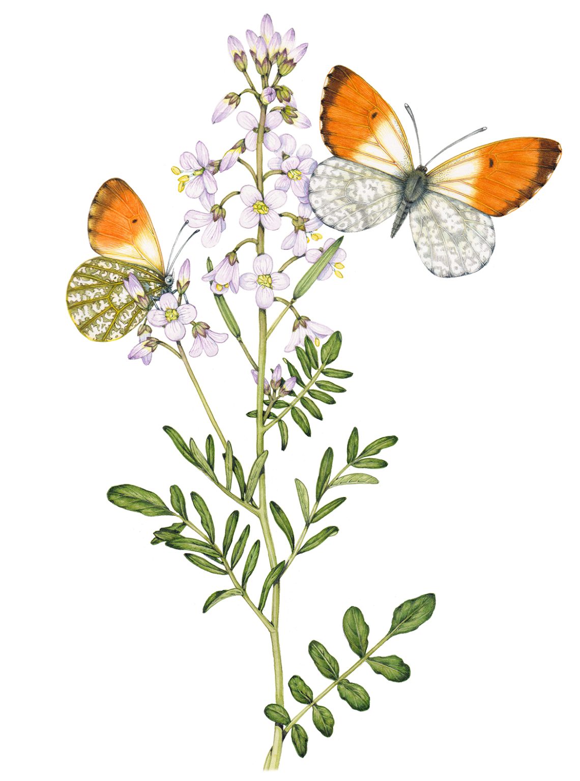 Orange-tip butterfly with Cuckoo-flower - Lizzie Harper