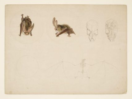 Beatrix Potter: Illustrator and Inspiration - Lizzie Harper