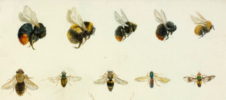 Beatrix Potter: Illustrator and Inspiration - Lizzie Harper