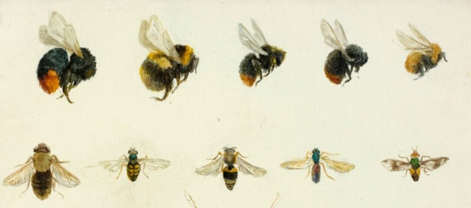 Beatrix Potter: Illustrator and Inspiration - Lizzie Harper