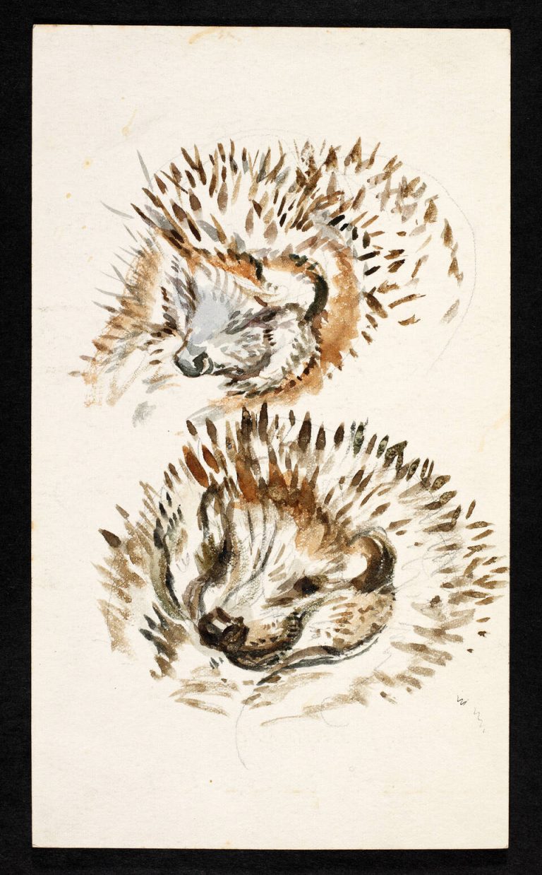 Beatrix Potter: Illustrator and Inspiration - Lizzie Harper