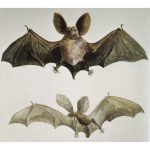 Beatrix Potter: Illustrator and Inspiration - Lizzie Harper