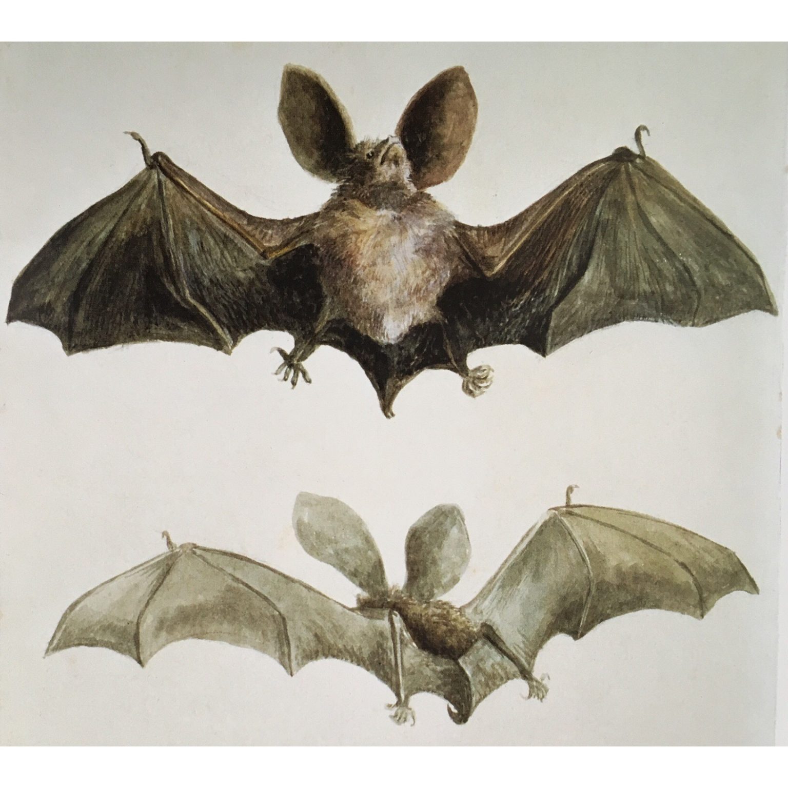 Beatrix Potter: Illustrator and Inspiration - Lizzie Harper