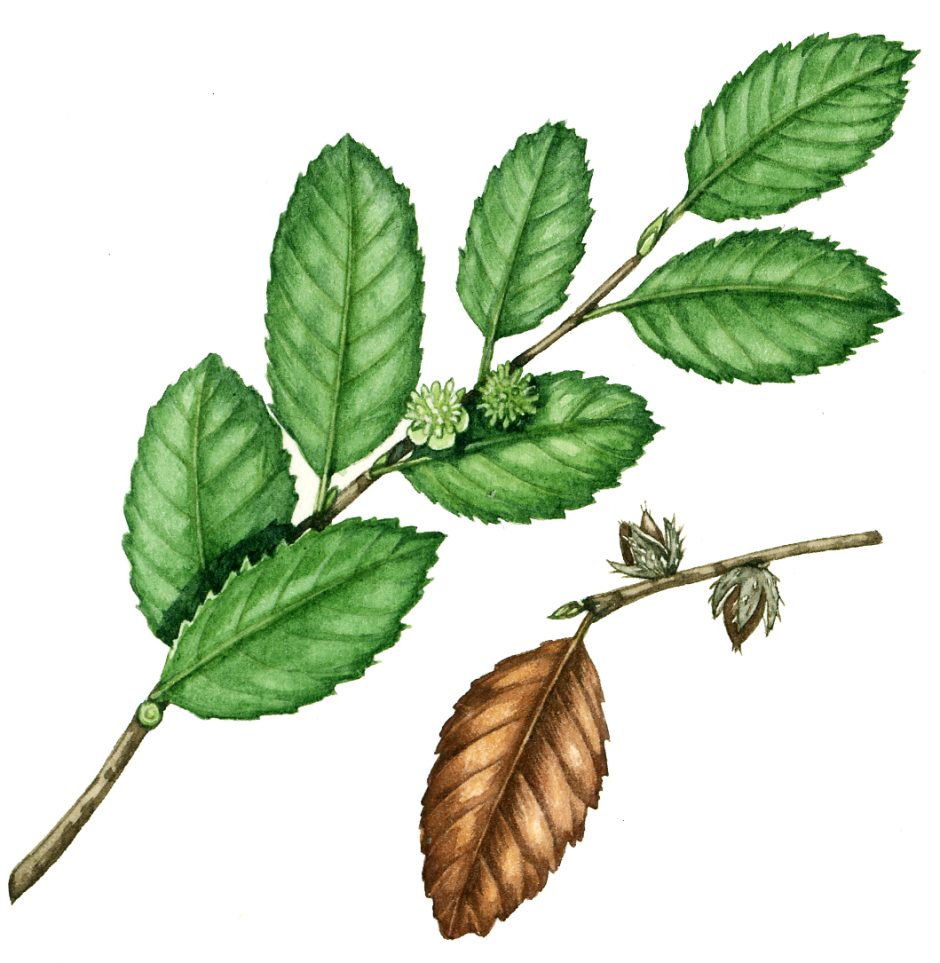 Beech, Roble - Lizzie Harper