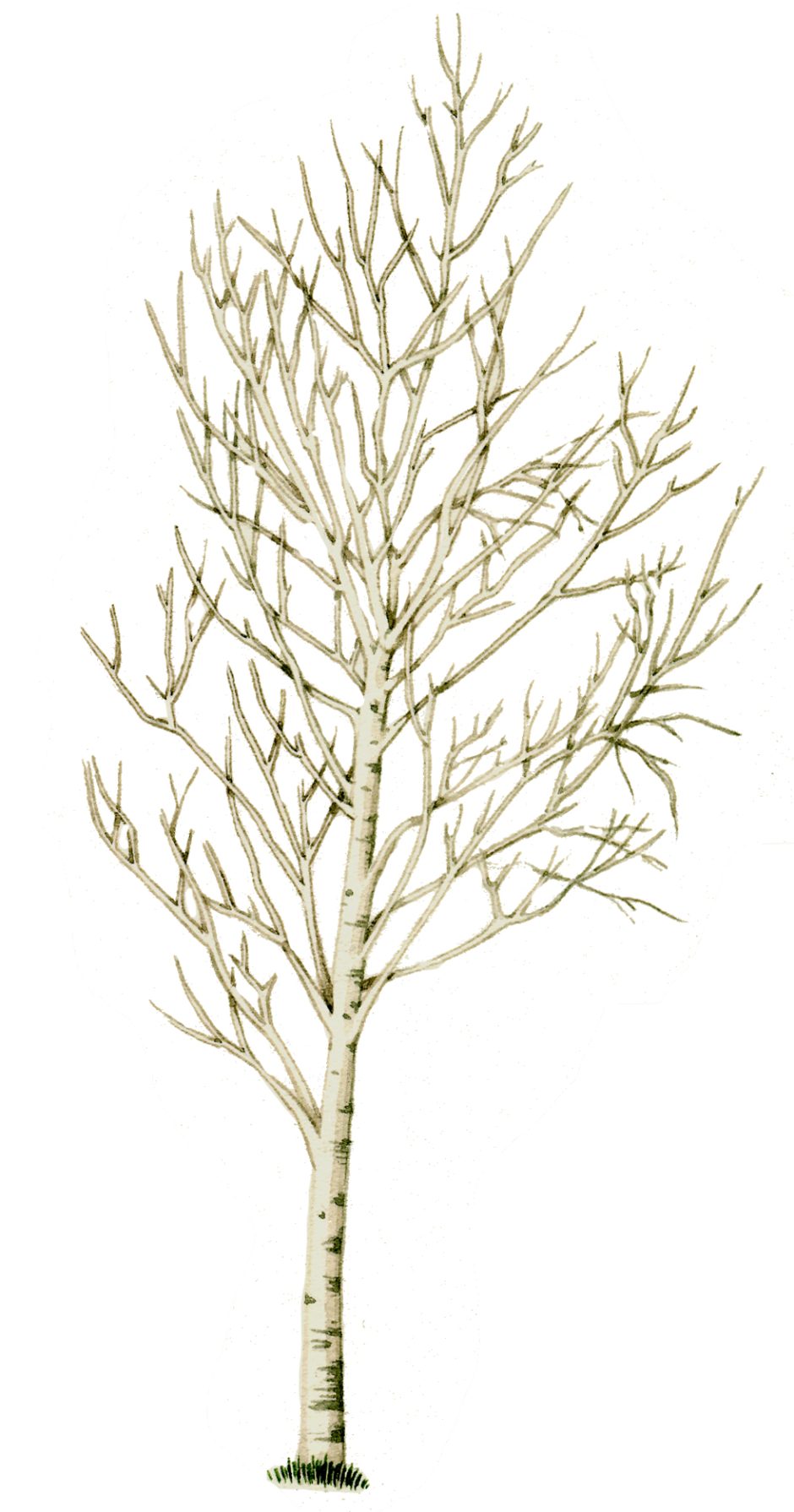 Trees: Birch - Lizzie Harper