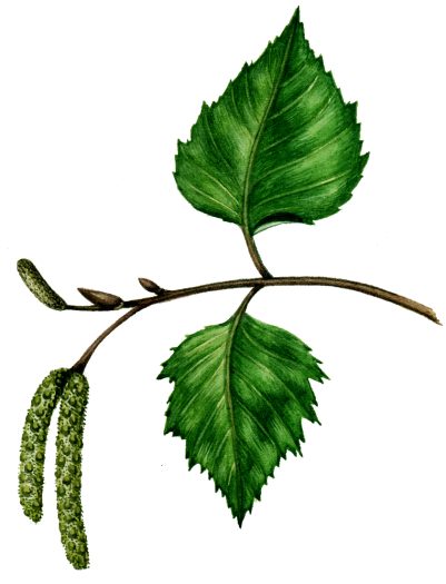 Trees: Birch - Lizzie Harper