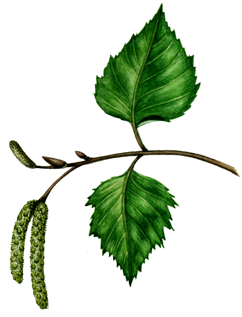 Trees: Birch - Lizzie Harper