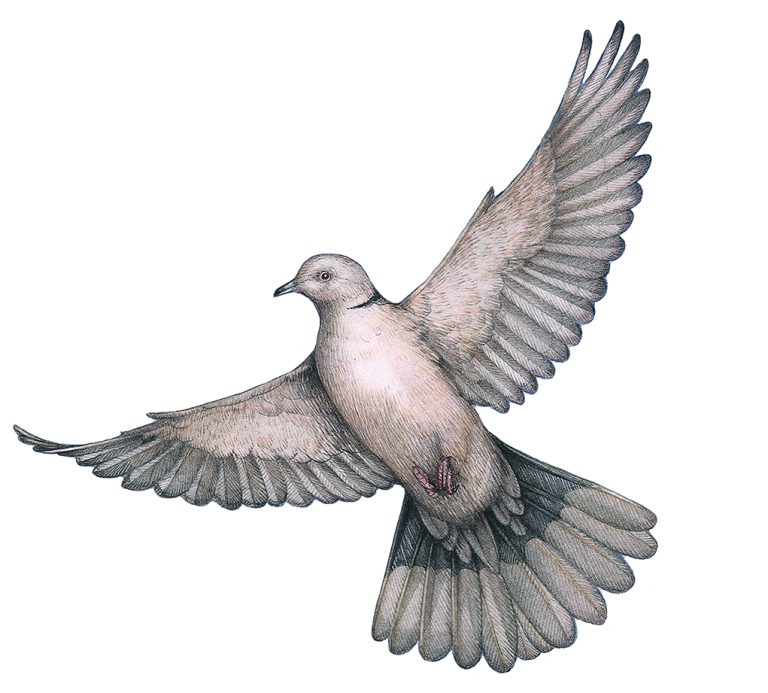 Collared dove Streptopelia decaocto in flight - Lizzie Harper