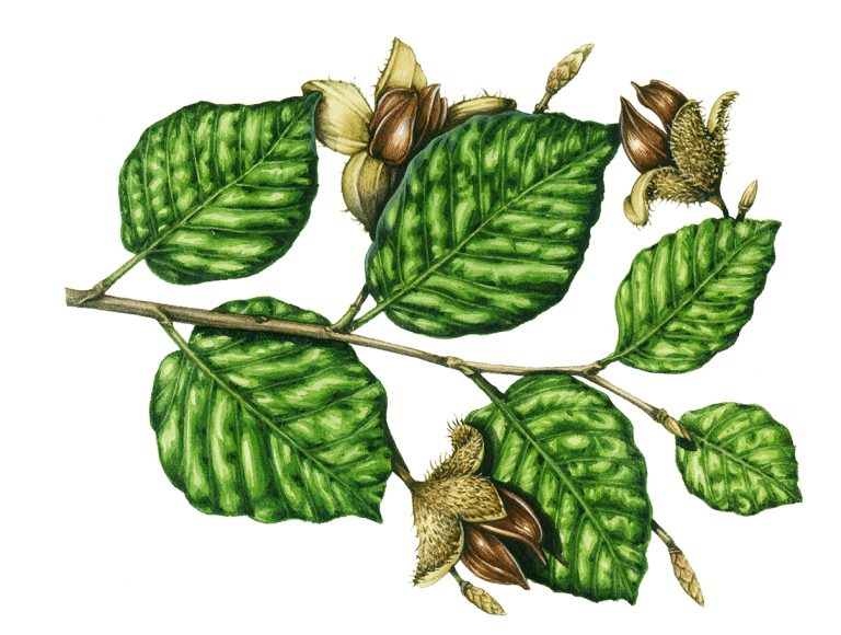 Trees Archives - Lizzie Harper