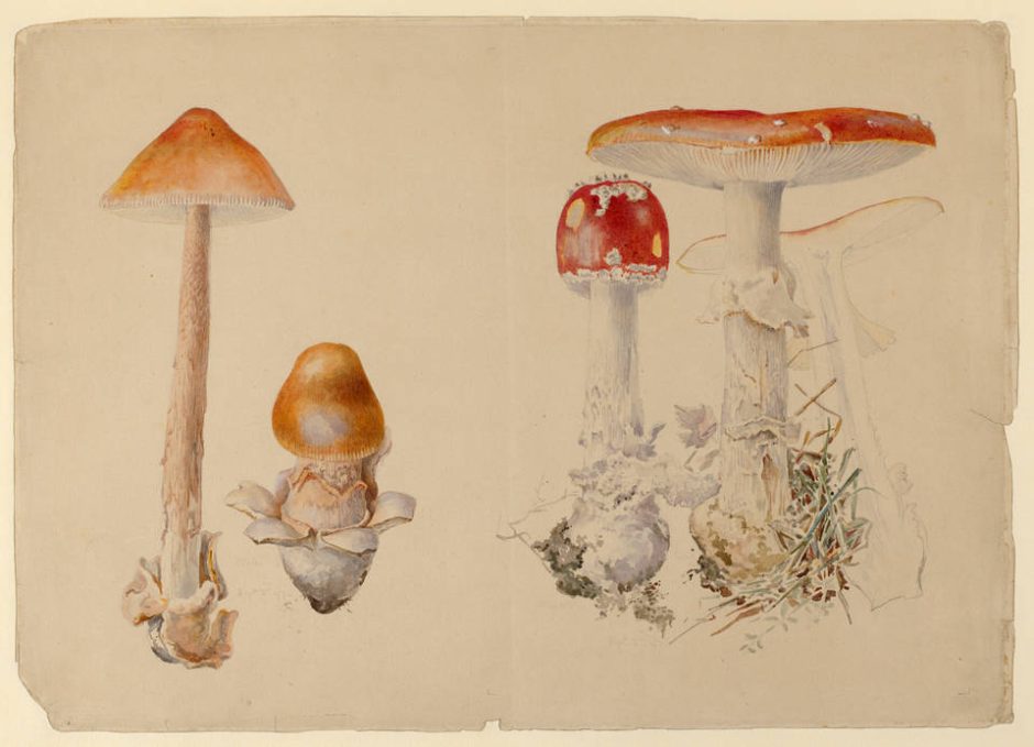 Beatrix Potter: Illustrator and Inspiration - Lizzie Harper