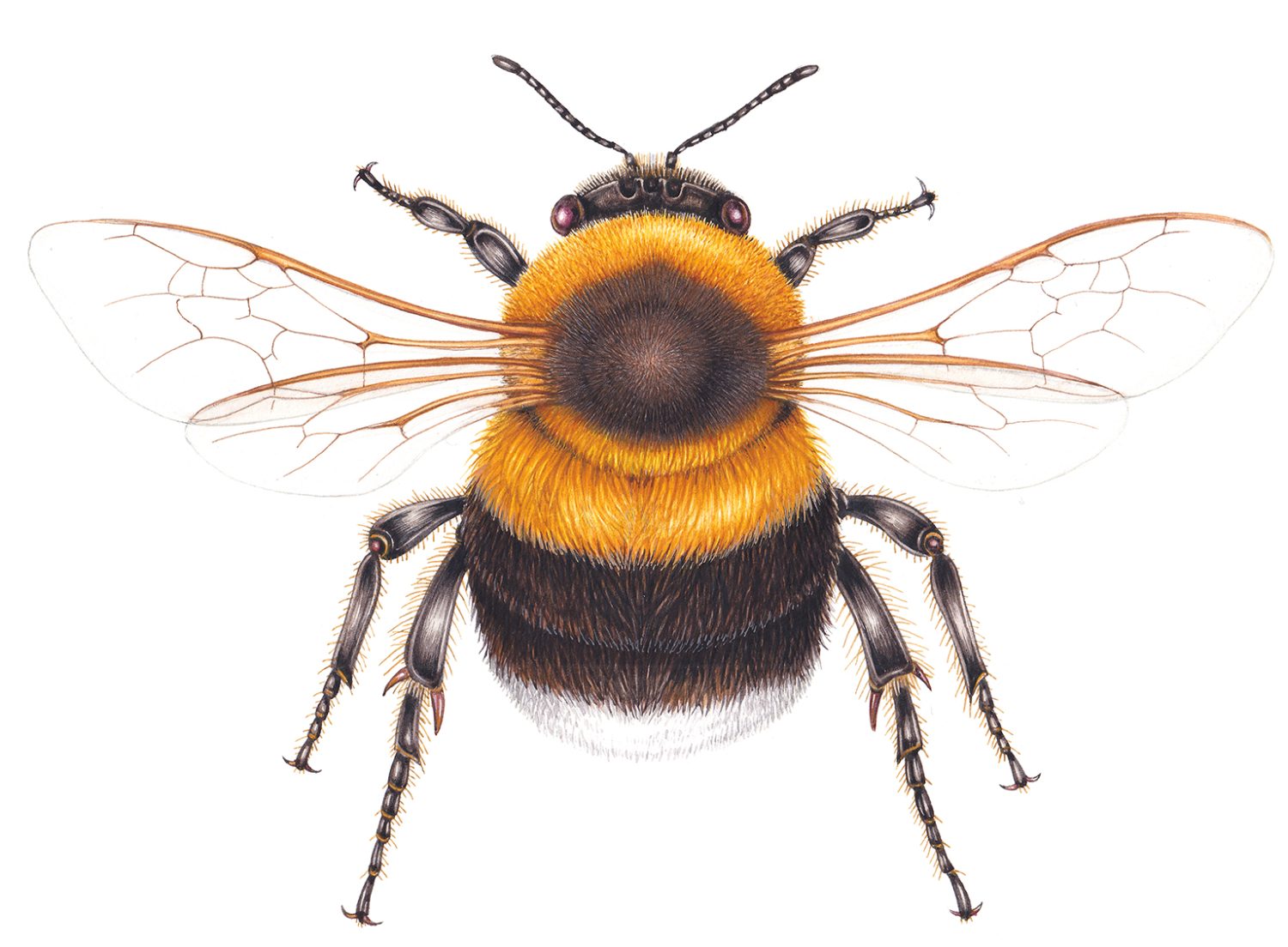 Bird’s-foot Trefoil: An Excellent Plant - Lizzie Harper