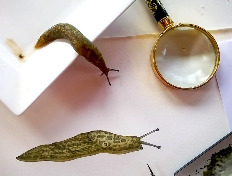 Green cellar slug Limacus maculatus live specimen plus illustration ...