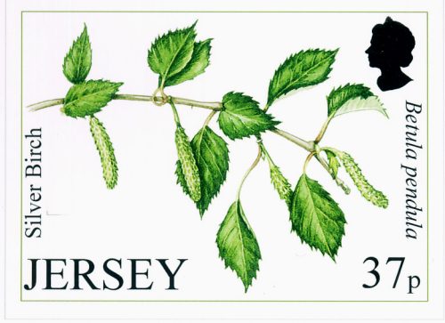 Trees: Birch - Lizzie Harper