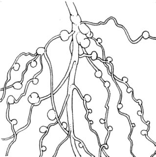 Wildflower families: Fabaceae, the Pea family - Lizzie Harper