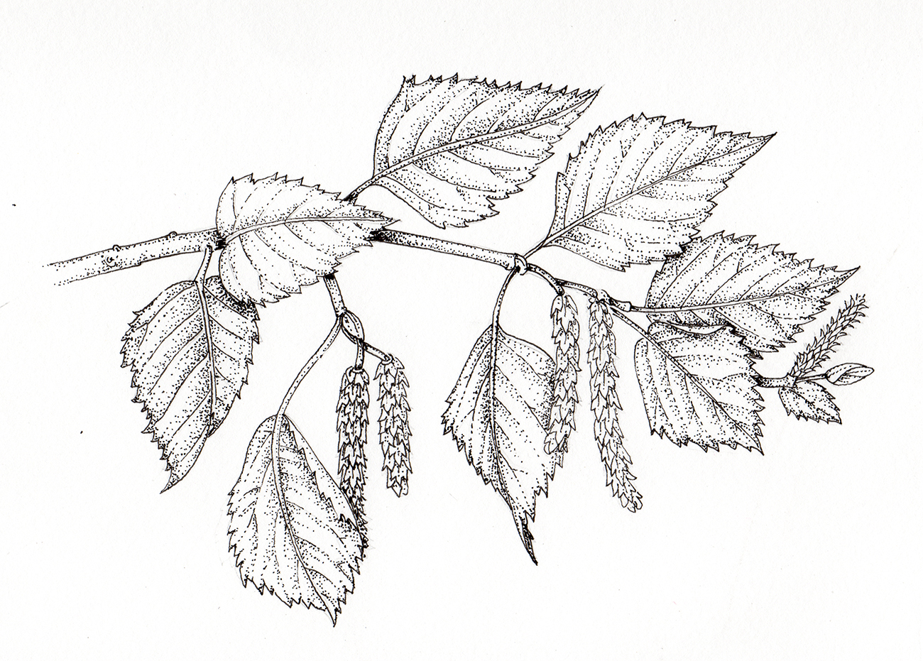 Trees: Birch - Lizzie Harper