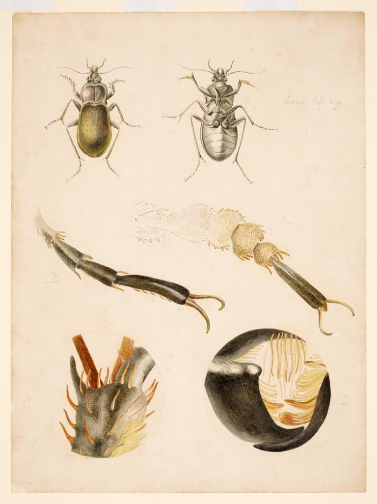 Beatrix Potter: Illustrator and Inspiration - Lizzie Harper