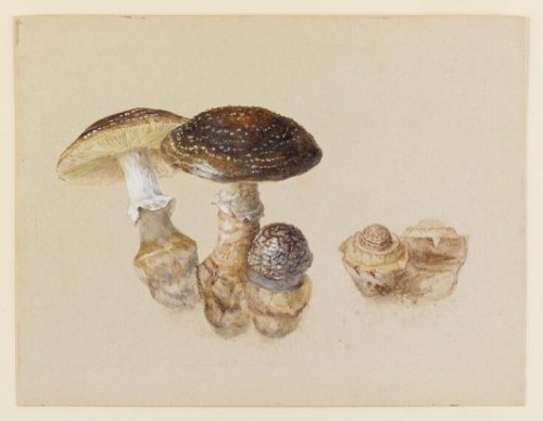 Beatrix Potter: Illustrator and Inspiration - Lizzie Harper