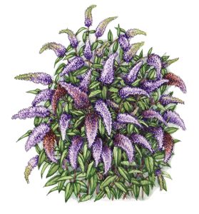 Buddleia Buddleja davidii Plant Habit sketch - SOLD - Lizzie Harper