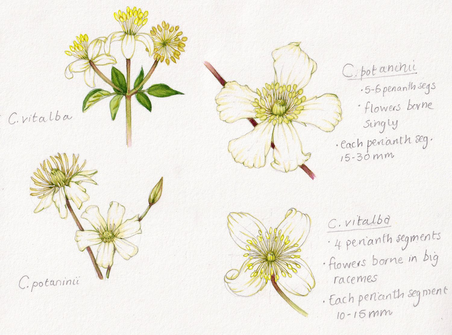 Blossom Comparison Traveller's Joy Clematis vitalba vs C. paninii ...